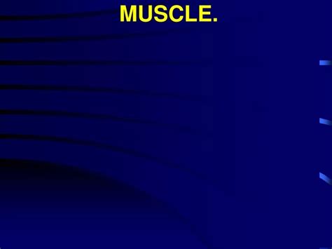 Ppt Muscle Powerpoint Presentation Free Download Id9332917