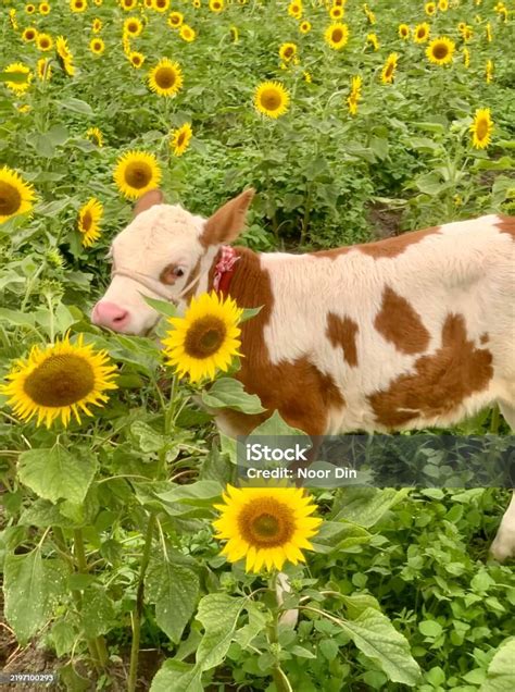 갈색과 흰색의 송아지 한 마리가 푸른 들판의 키 큰 해바라기 사이에 서 있습니다 갈색에 대한 스톡 사진 및 기타 이미지 갈색 검은색 고기 Istock