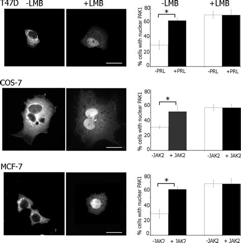 Pak1 Shuttles Between Cytoplasm And Nucleus Pak1 Alone T47d Cells Or Download Scientific
