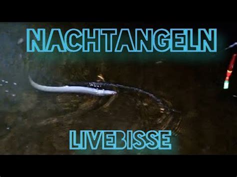 Livebisse Nachtangeln Auf Aal Und Zander Mit Grundel K Fi Angeln