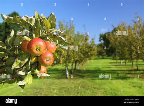 The 12 Best Fruit Trees To Grow In Texas Plus Helpful 55 OFF
