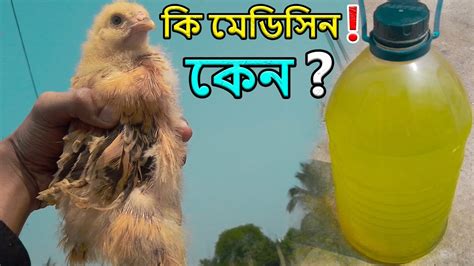 দেশি মুরগি সহ শৌখিন মুরগির বাচ্চা গুলোকে কি মেডিসিন খাওয়ালাম Pronoy