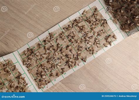 Sticky Adhesive Moth Trap Full Of Indian Meal Moths Plodia
