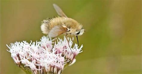 Anastoechus Nitidulus A K A Heath Bee Fly Album On Imgur