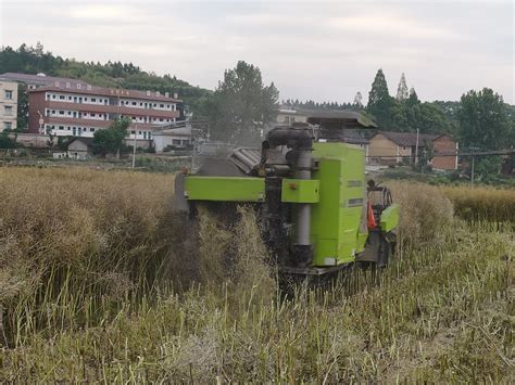 我公司科研成果—油菜根肿病防治在江西转化获得成功！油菜产量对比增产678！ 新闻资讯 华宏生物