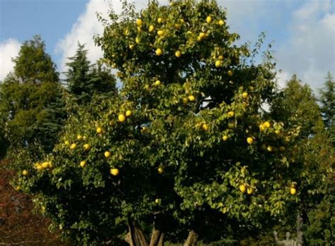 모과나무 꿈 해몽의 6가지 의미나오는 보는 열매 맺는 모과를 따는 줍는 캐는 먹는 죽는 죽이는 꽃이 피는 꿈 지식 코리아
