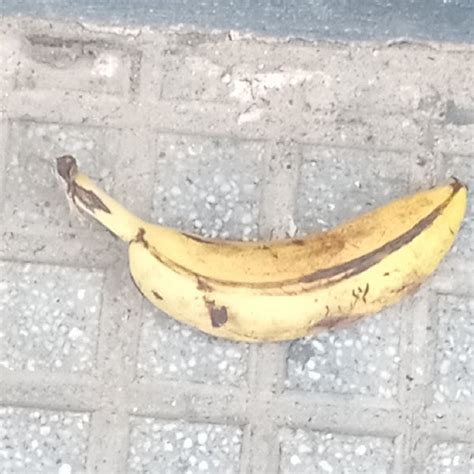 The Amazing Ultimate Banana Infestation Album Whensun Ræntgen