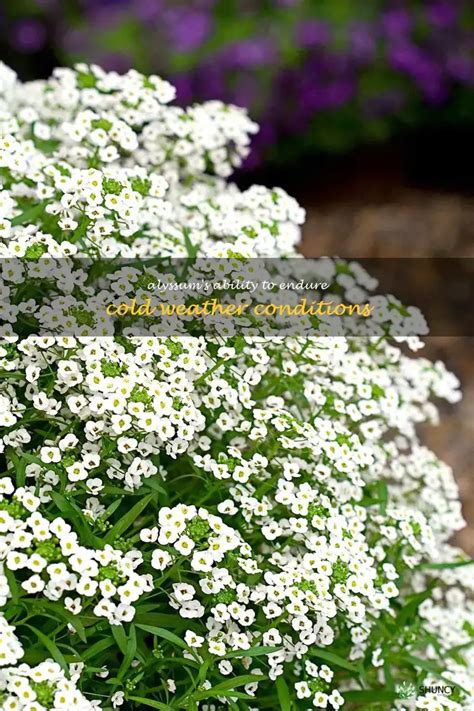 Alyssums Ability To Endure Cold Weather Conditions Shuncy