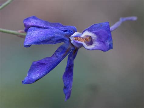 Delphinium Consolida Изображение особи Плантариум