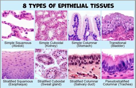 Biology 214 Exam 2 Uwec Flashcards Quizlet
