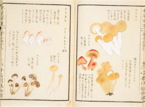 岩崎常正本草図譜のきのこNDLイメージバンク国立国会図書館