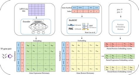 Scgreat Transformer Based Deep Language Model For Gene Regulatory Network Inference From Single