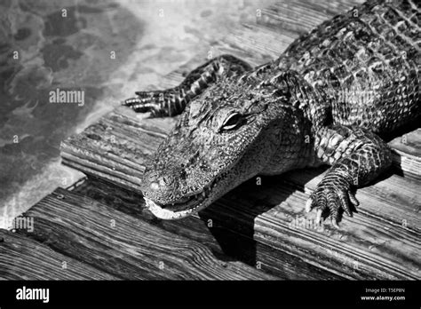 Krokodil Zahn Schwarzweiß Stockfotos Und Bilder Alamy