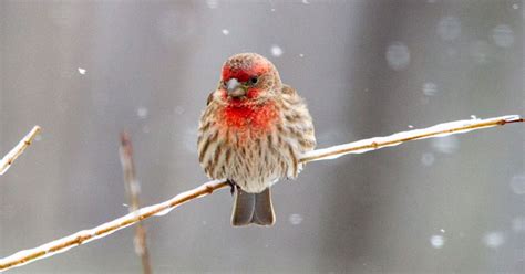 8 Interesting Birds That Lay Blue Eggs Omg Birds