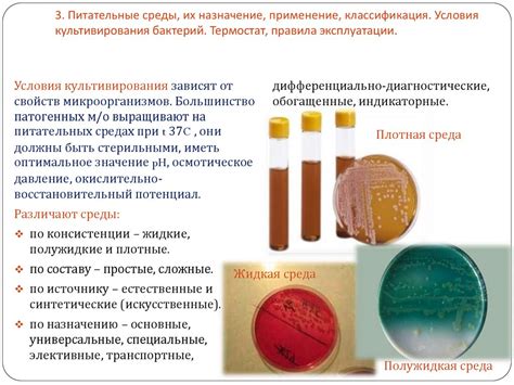 Культивирование бактерий Изучение культуральных свойств презентация