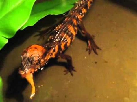 Paleosuchus palpebrosus eating (Cuvier's Dwarf Caiman) - YouTube