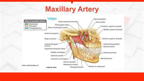 Infratemporal Fossa And Pterygopalatine Fossa New Pptx