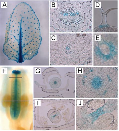 Figure 2 From The Interaction Of Auxin And Cytokinin Signalling