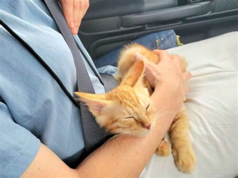 なぜ猫はあごを乗せるの？隠された猫の気持ちとは