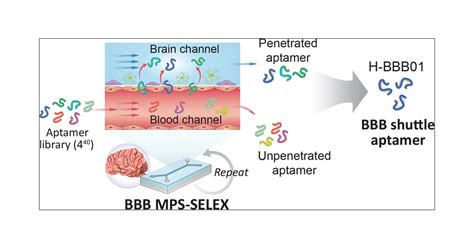 Aptamer Nanoconstructs Crossing Human Bloodbrain Barrier Discovered Via Microphysiological