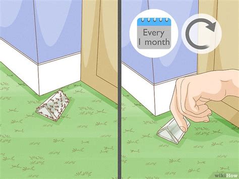 How To Kill Ants Outside 11 Effective Methods