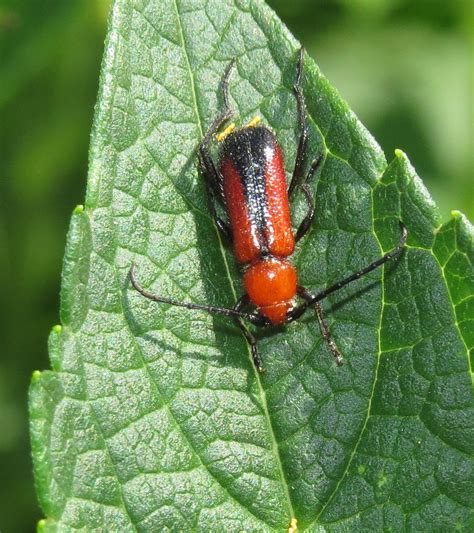 Bug Eric A Beetle Mimicry Complex