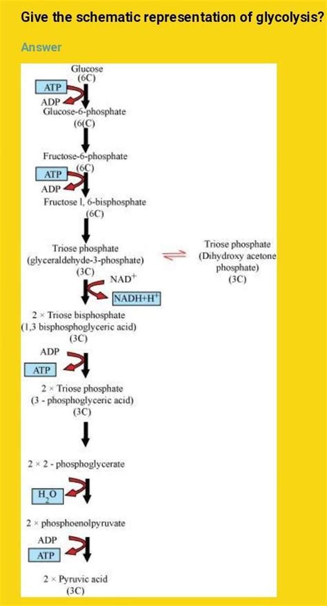 Write The Schematic Representation Of Glycolysis