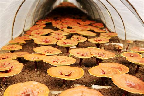 Reishi Beta Glucan Of Ganoderma Lucidum Reishi Mushroom Extract 30