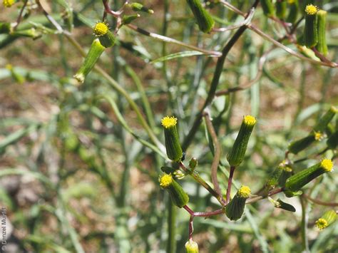 Senecio Dolichocephalus