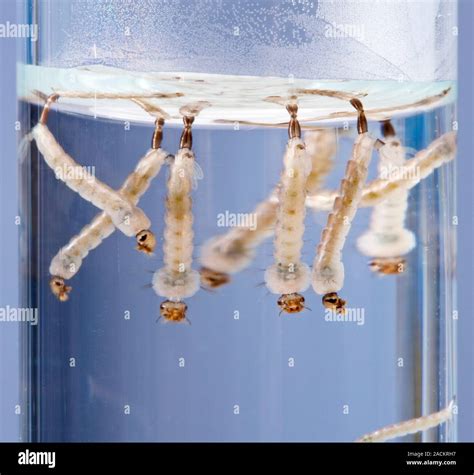 Asiatische Tigermücke Aedes albopictus Larven im Wasser in einem