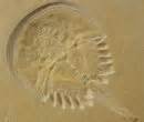 Fossils Fossnet Fossil Store
