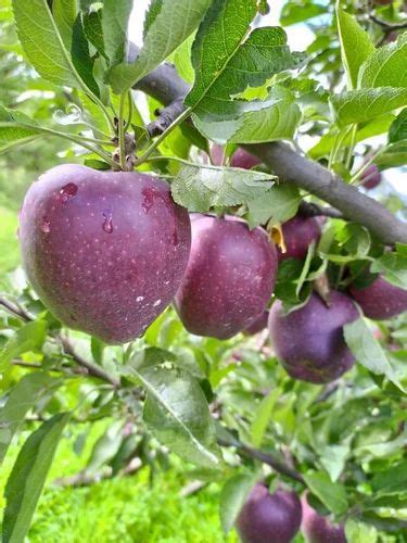 Himachali A Grade Fresh Red Apples Packaging Type Carton At ₹ 2800