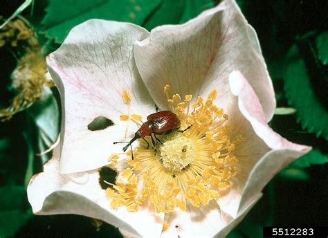 rose curculio, Merhynchites bicolor (Coleoptera: Attelabidae) - 5512283