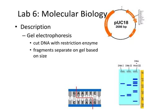 PPT Lab Molecular Biology PowerPoint Presentation Free Download ID