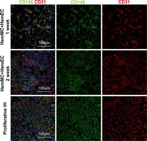 Hemmcs Express Msc Markers And Display Multilineage Differentiation