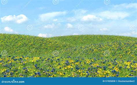 Field With Grass And Flowers On A Background Of Blue Sky Stock