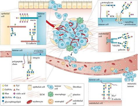 Prostate Specific Serum 2 Jawerwear