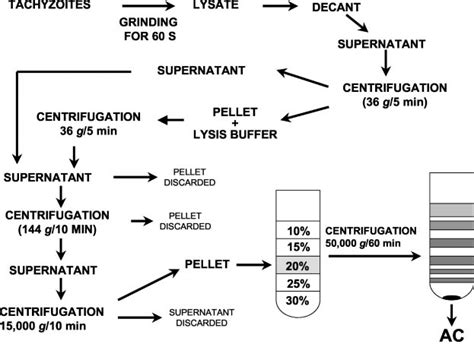 Schematic Representation Of The Fractionation Procedure Used To Purify