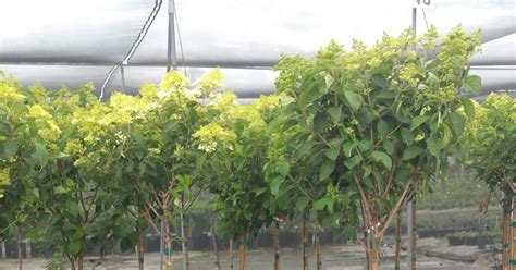 Recent Plant Photos At Western Tree Nursery Hydrangea Paniculata