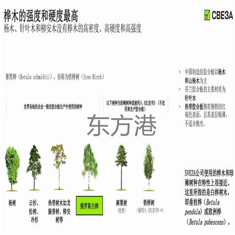 俄罗斯斯维萨SVEZA进口全桦木多层板海洋板家具板E0级胶合板夹板 阿里巴巴