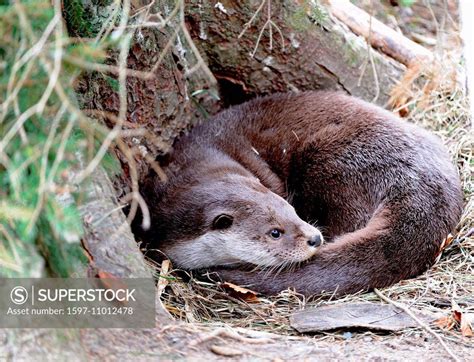 Otter Lutra Lutra Hairy Nosed Otter Mustelidae Martens Predators