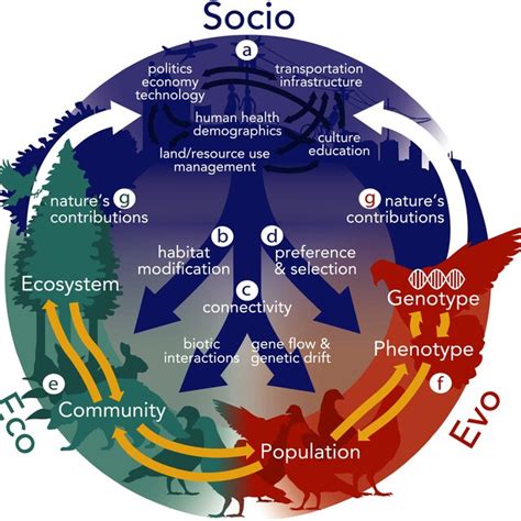 Detailed Dynamics Among Social Ecological And Evolutionary Patterns