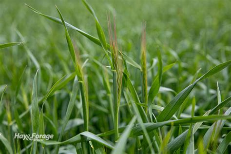 Triticale Boasts Forage Benefits Hay And Forage Magazine