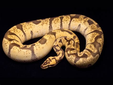 Morph List World Of Ball Pythons