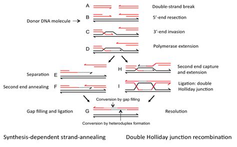 Types Of Gene Conversion At Charles Zeigler Blog