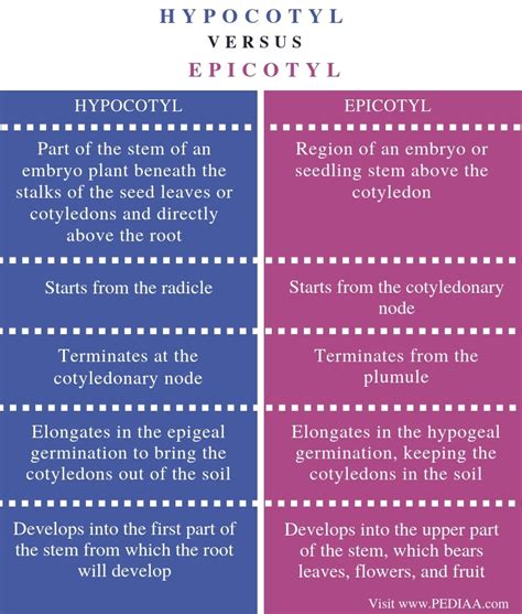 Difference Between Hypocotyl And Epicotyl Pediaa Com