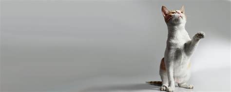 Cat Asset