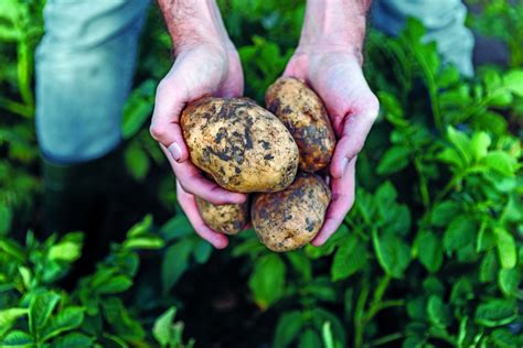 Potatoes Are Indeed A Vegetable National Potato Council