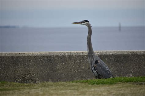2 무료 Biloxi Beach And 왜가리 이미지 Pixabay