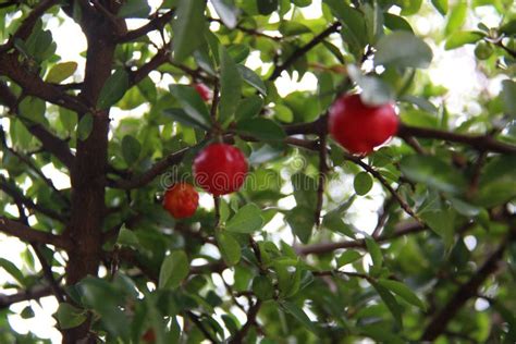 Fresh Organic Acerola Cherry Rich In Vitamin C And Antioxidants Stock